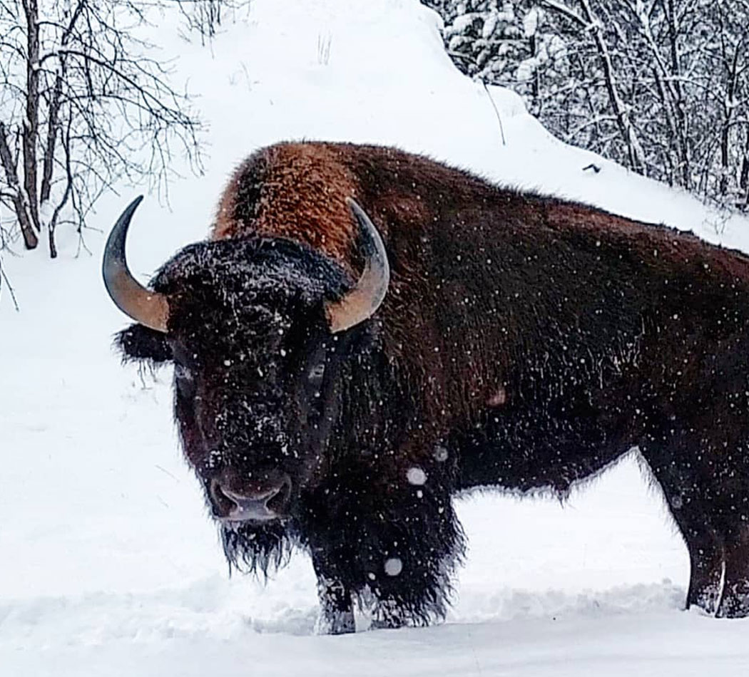 Dakota Territory Buffalo Association - DigiSage, Inc.